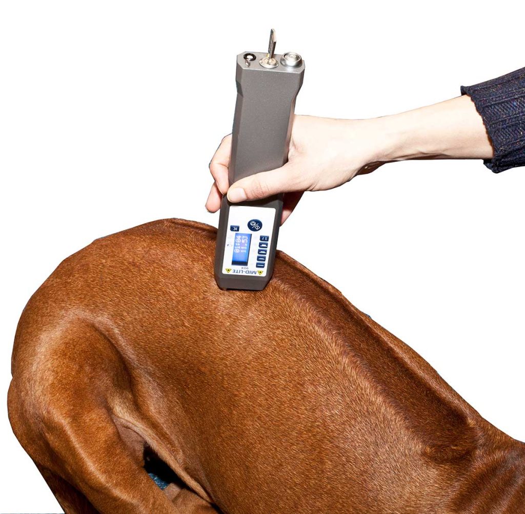 Laser MID-LITE 904 grå - Tålig, portabel laser för häst och hund.